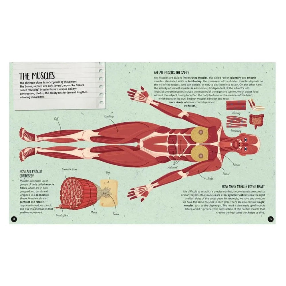 Sassi - What, How, Why The Human Body